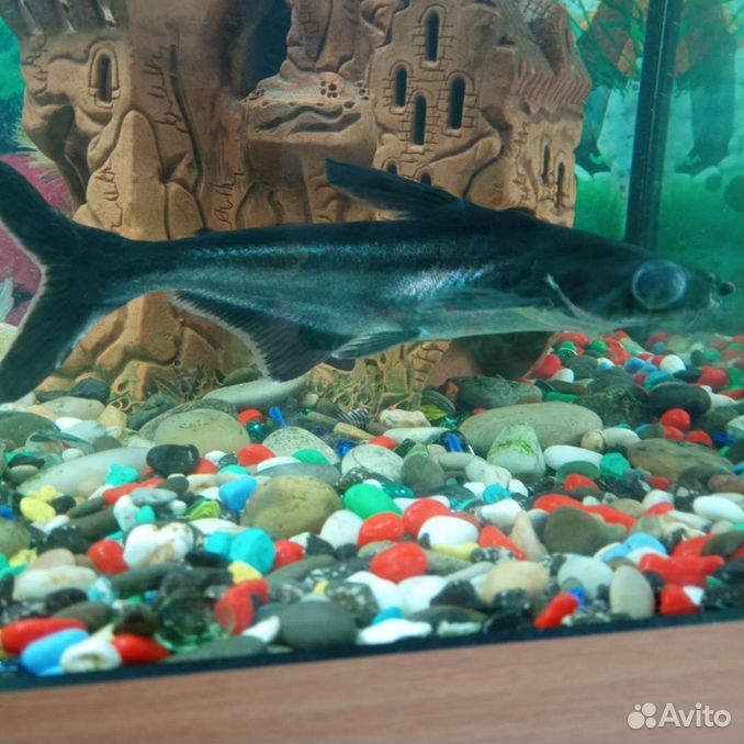 Рыба акулий Сом