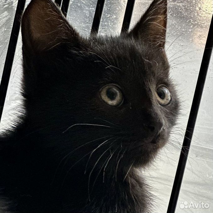 Котенок кошка кот черная в добрые руки бездомная