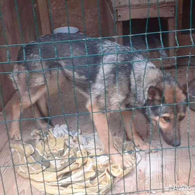 Собака Сонечка