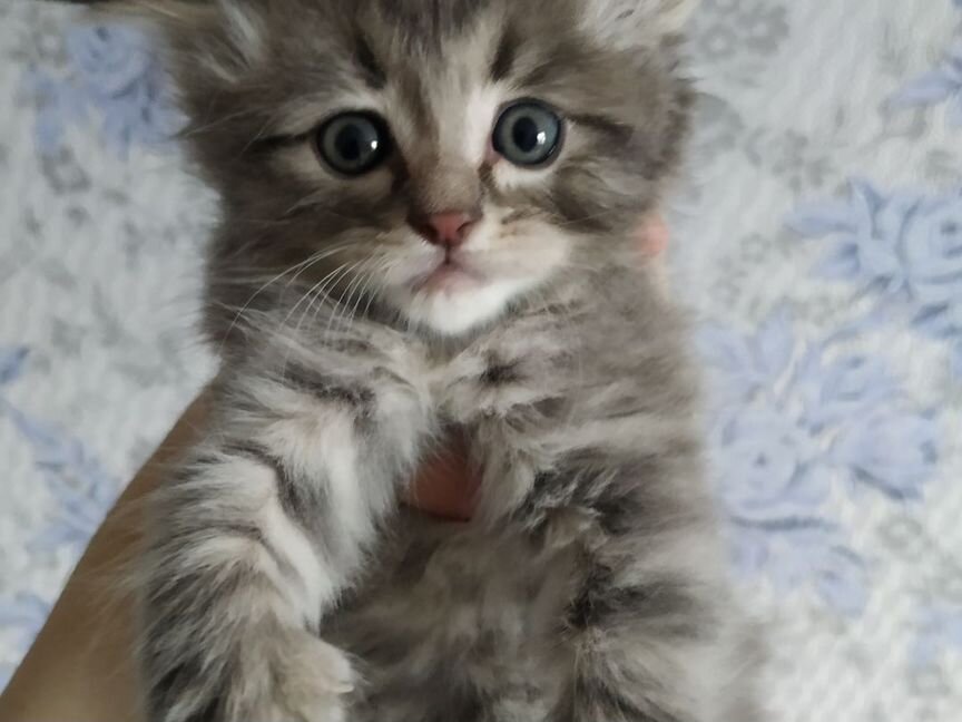 Мейн-кун котик