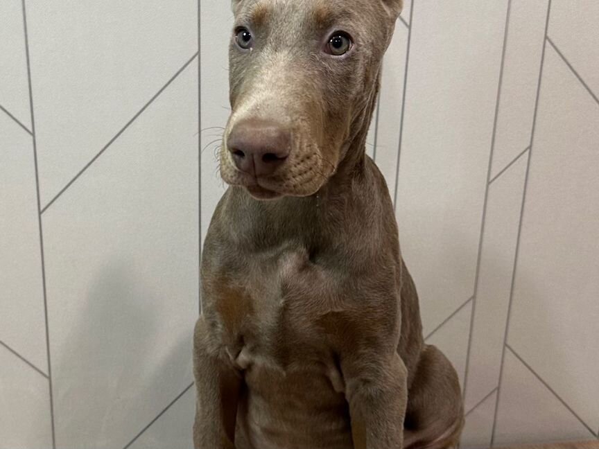 Изпбелловый доберман