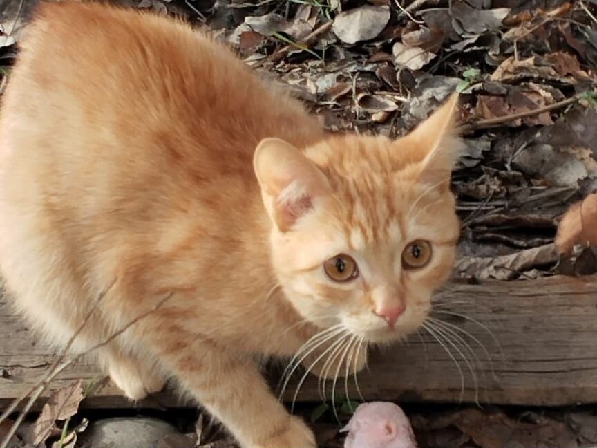 Котенок
