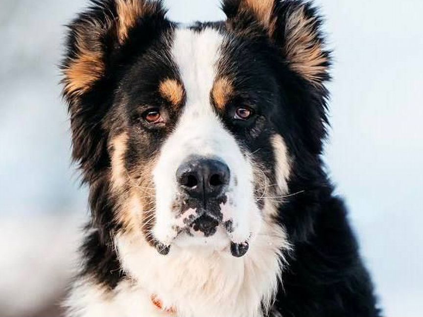 Алабай сао в добрые руки