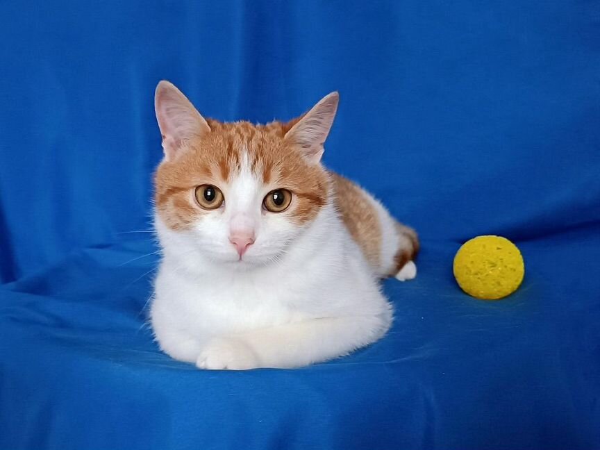 Котик Финик в добрые руки