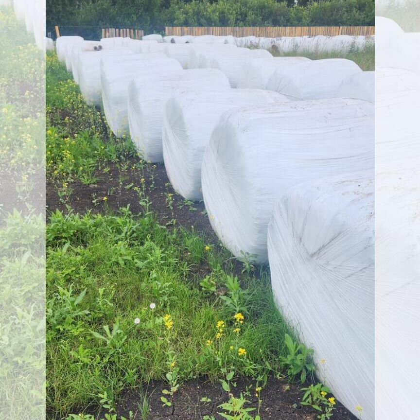 Сенаж из люцерны с доставкой