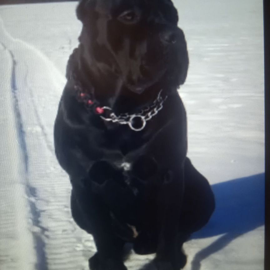 Кобель вязка Кане Корсо