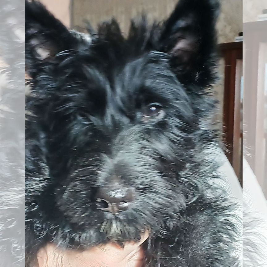 Шотландский терьер, щенок