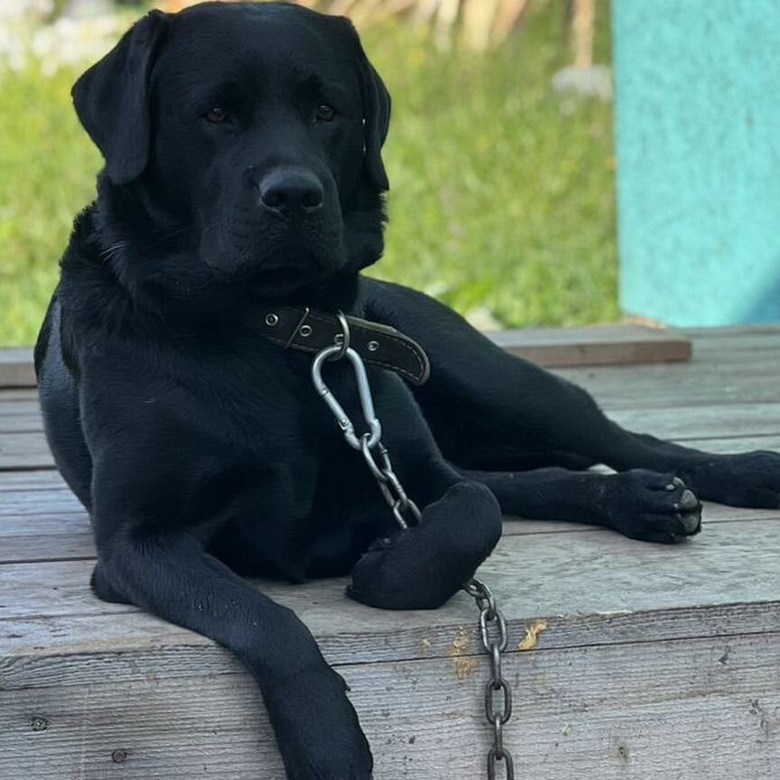 Лабрадор-ретривер, взрослый пёс