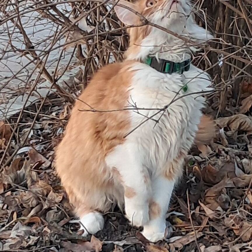 Кошка с зеленым ошейником