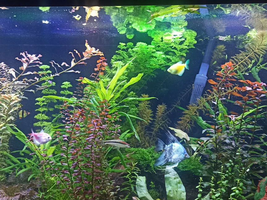 Растения для аквариума