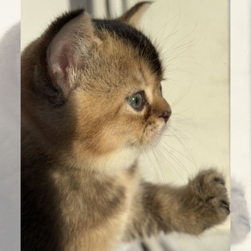 Золотая шиншилла девочка