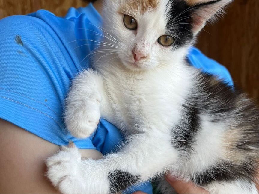 Кошачья детка Киви в дар