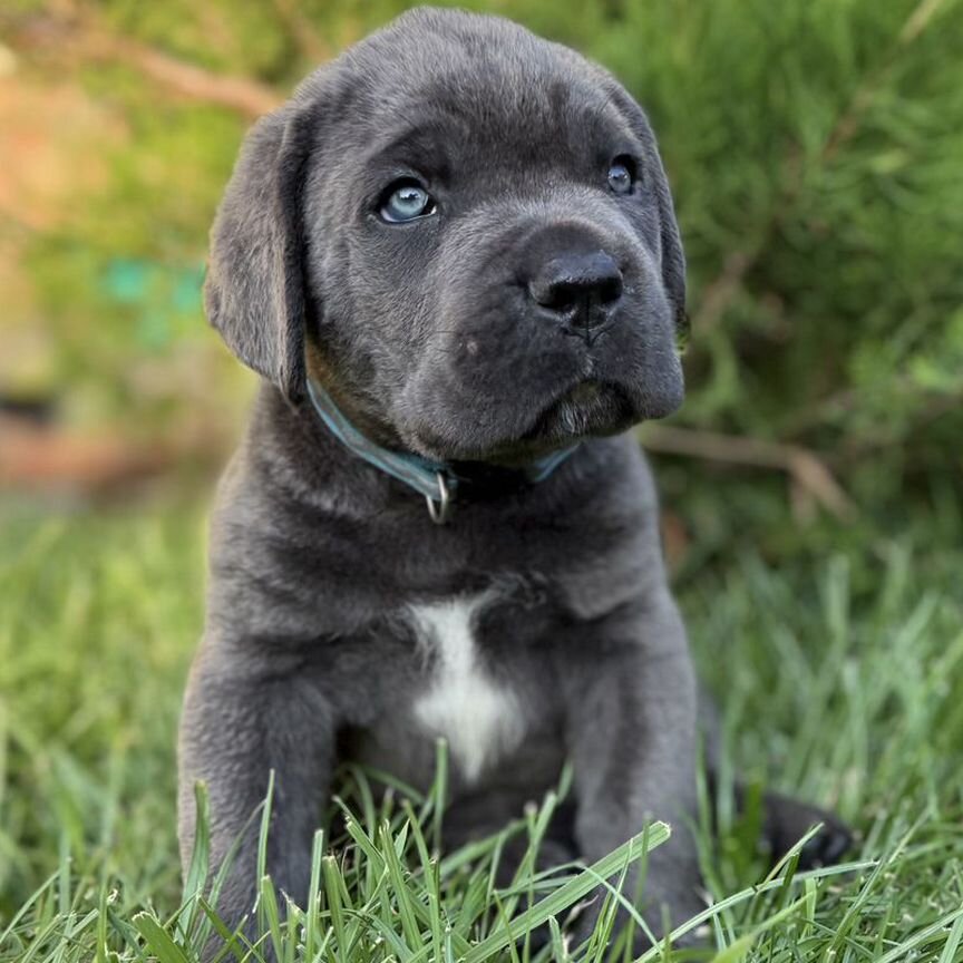 Кане-корсо, щенок