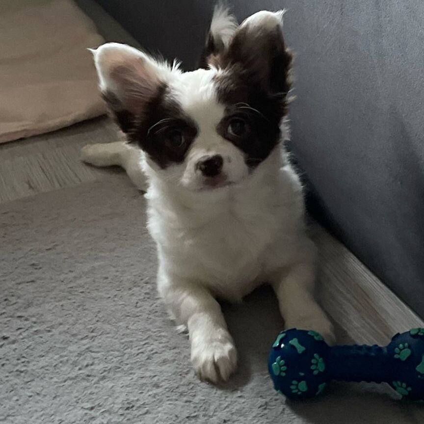 Чихуахуа, щенок