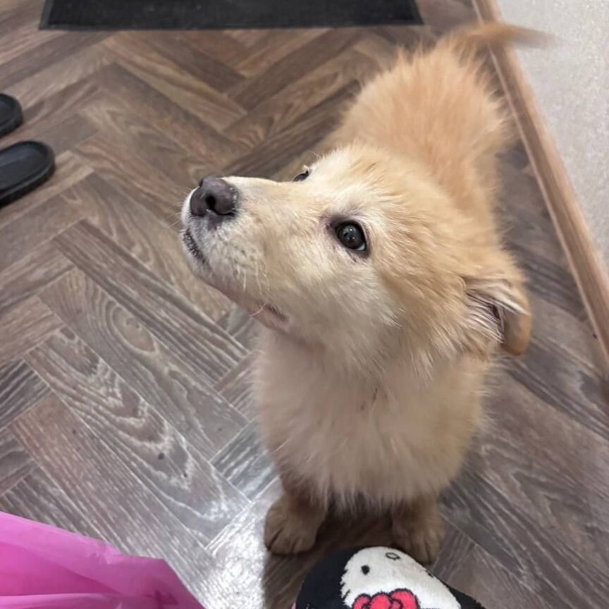 Щенок в добрые руки