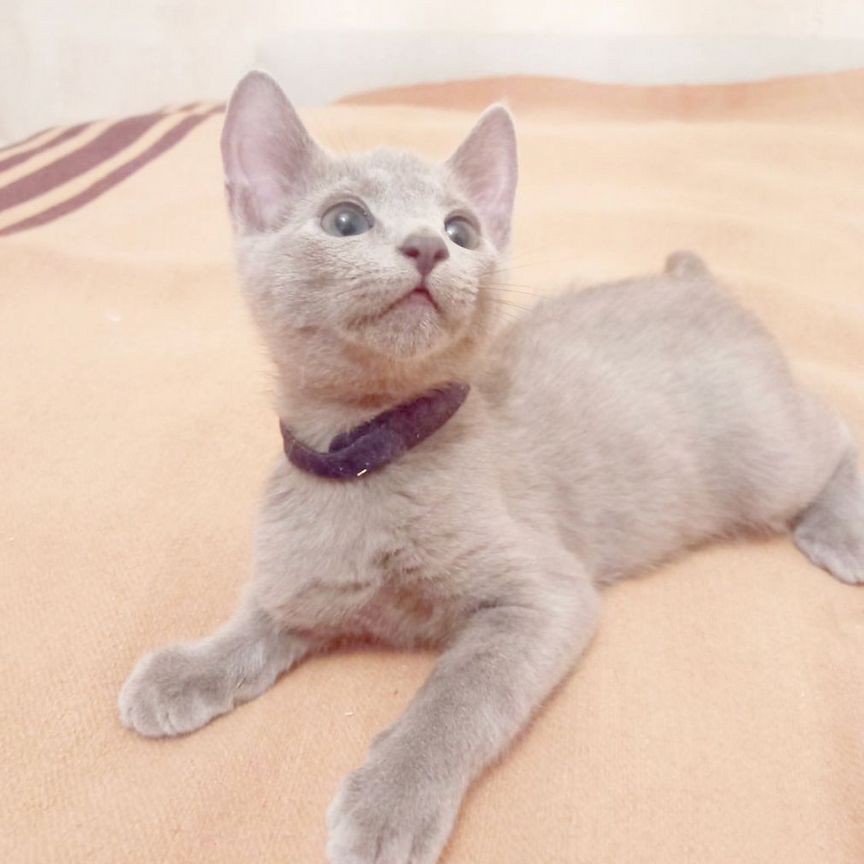 Котята Русская Голубая