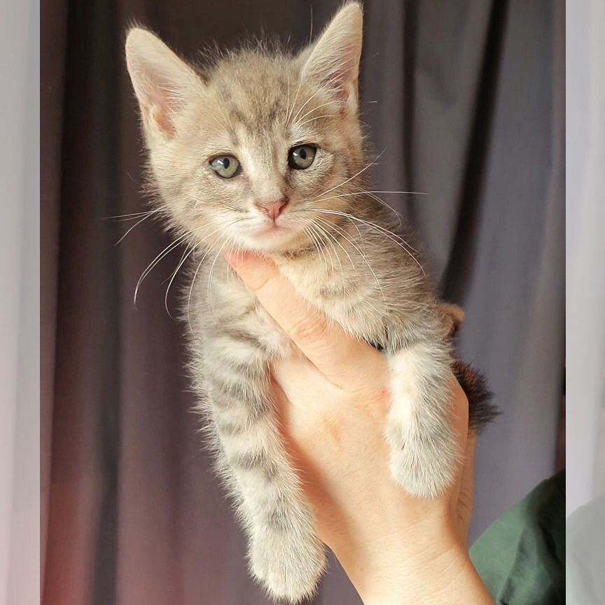 Котенок