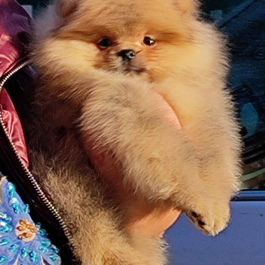 Померанский шпиц, щенок