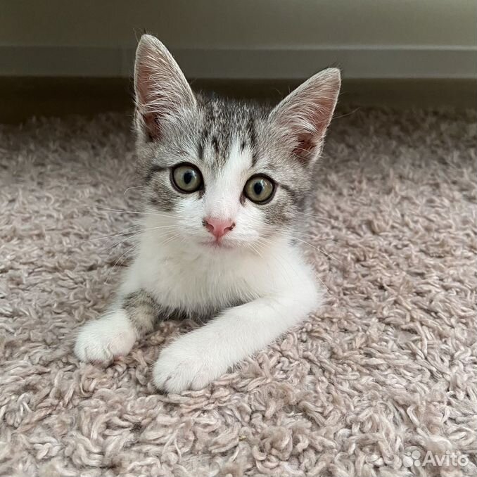 Котёнок, который приносит удачу