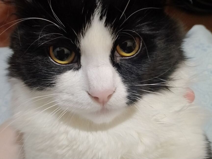 Продаю кота