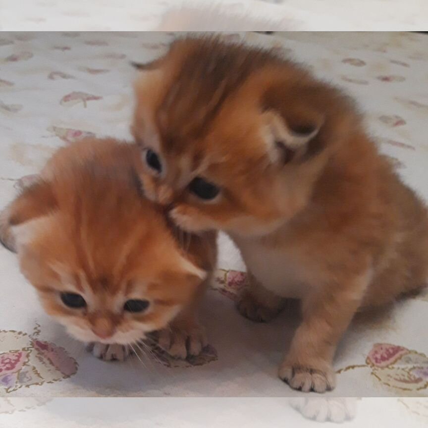 Котята золотая шиншилла
