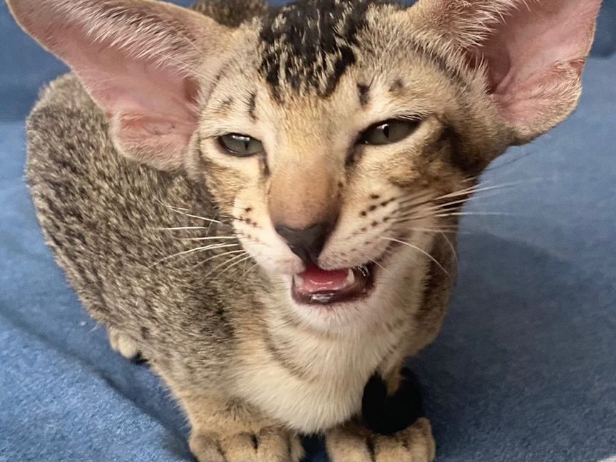 Ориентальные котята