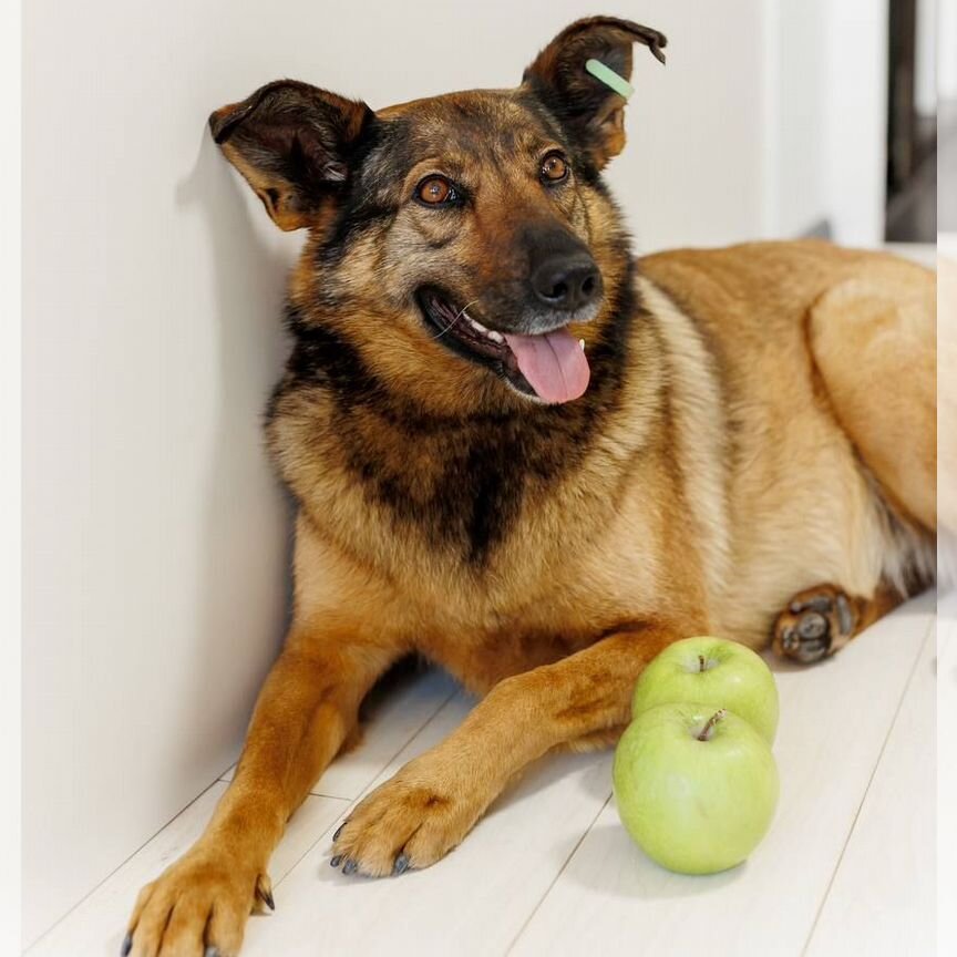 Идеальная собака Джемма в добрые руки