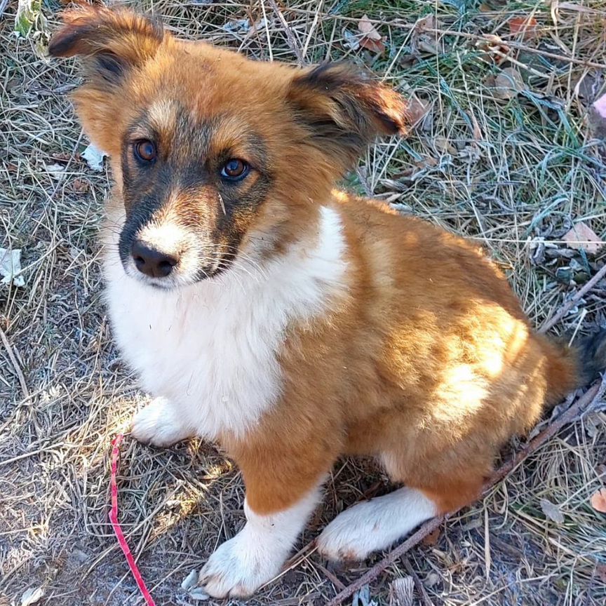 Щенок в добрые руки