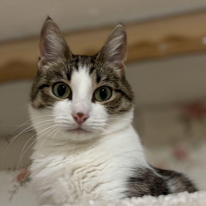 Взрослая кошка в добрые руки