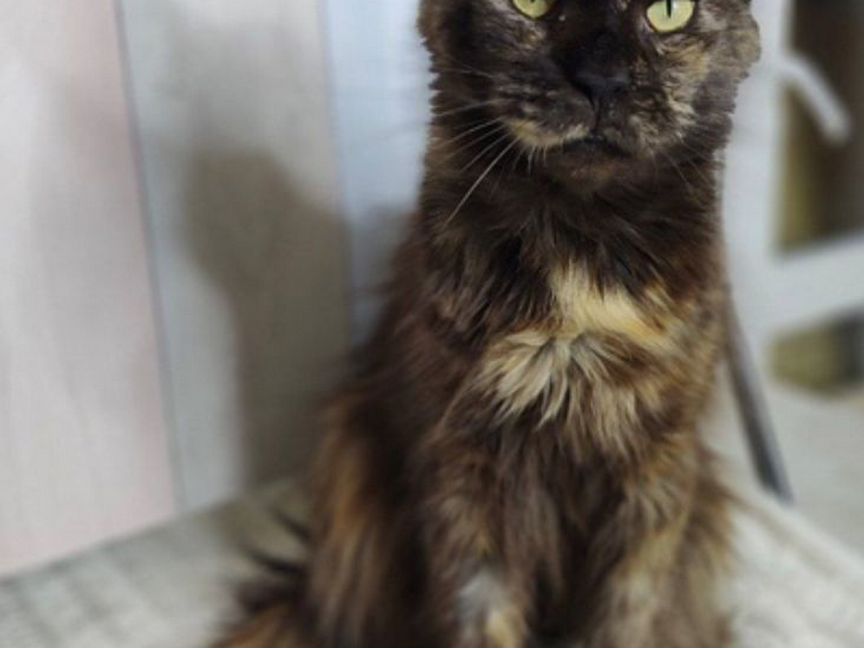 Ищет дом красавица Кошка Корица
