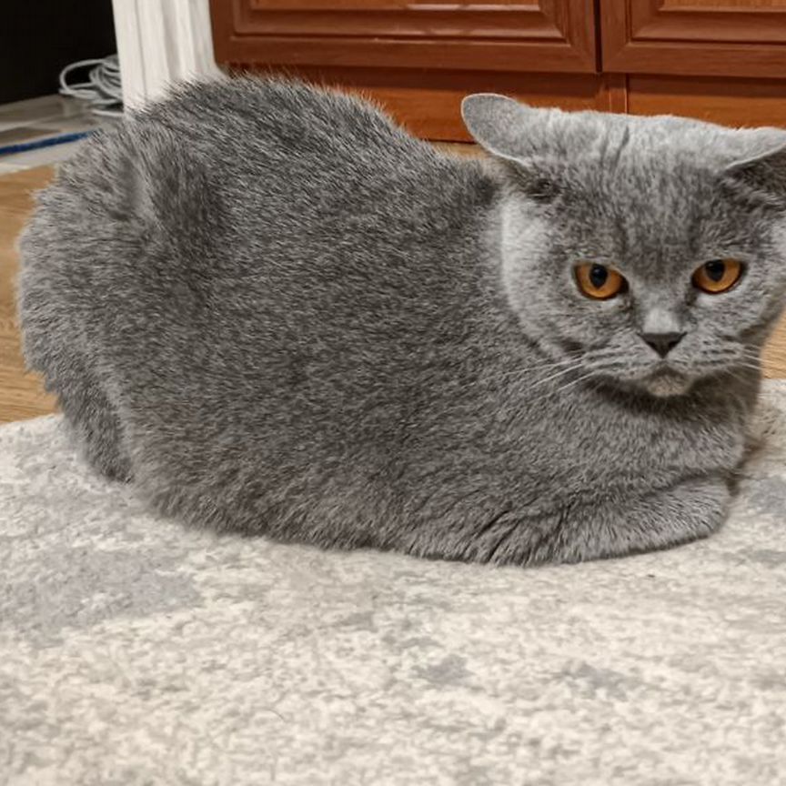 Кошка британская голубая
