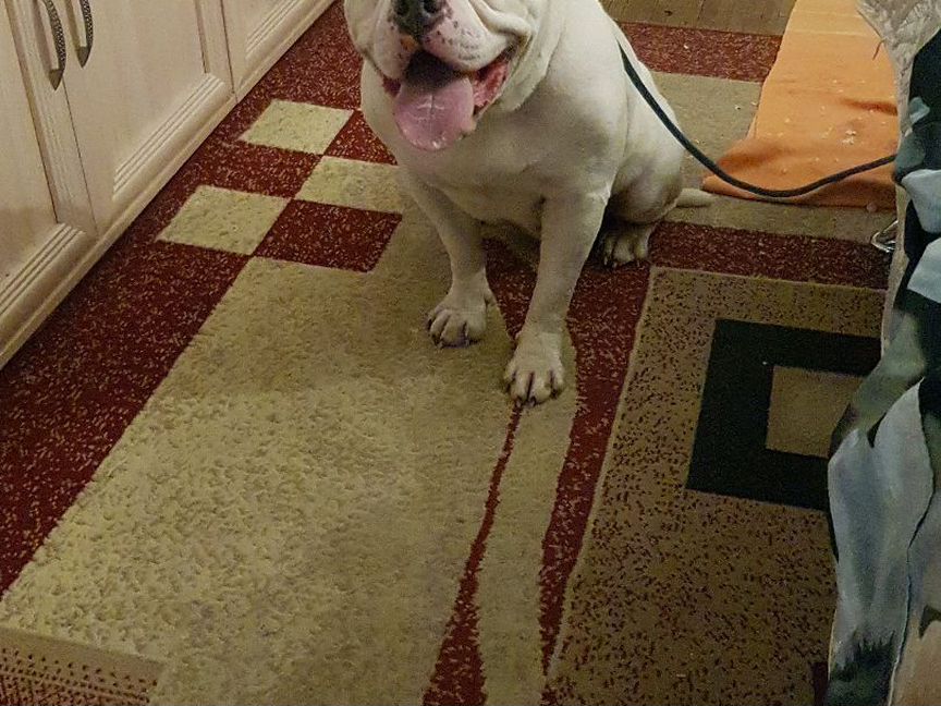 Американский бульдог