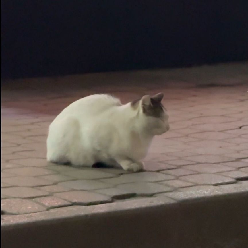 Котика выгнали на улицу