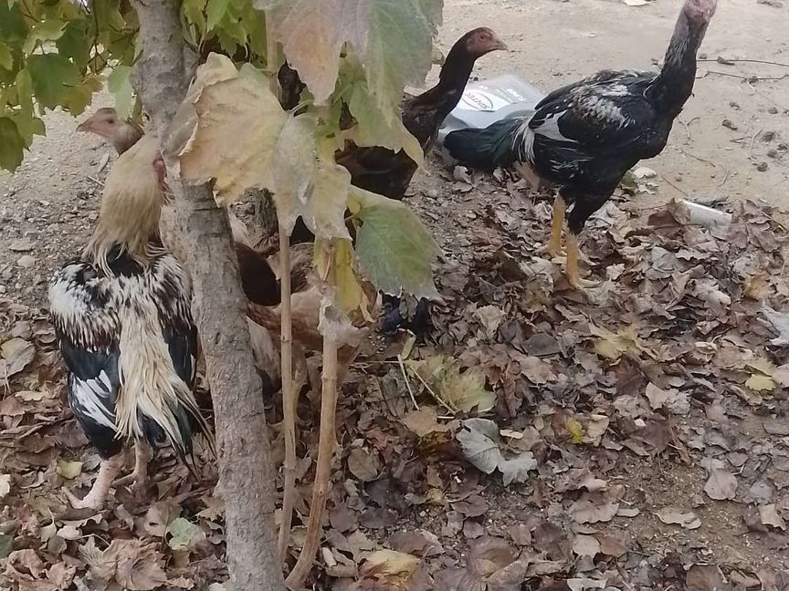 Бойцовые петухи