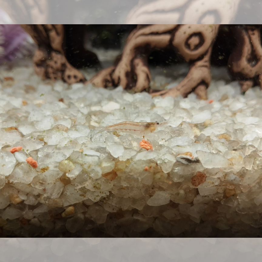 Креветки стеклянные