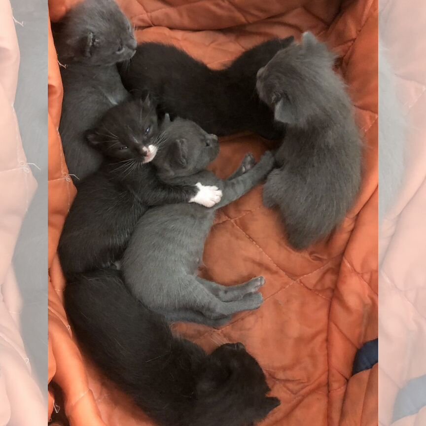 Котята
