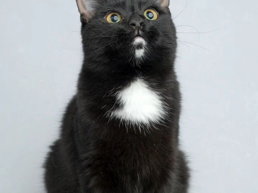 Черный котик Пират в добрые руки