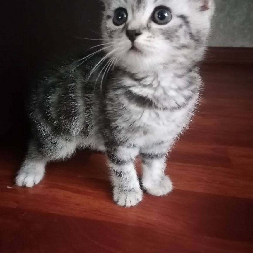 Шотландский мальчик