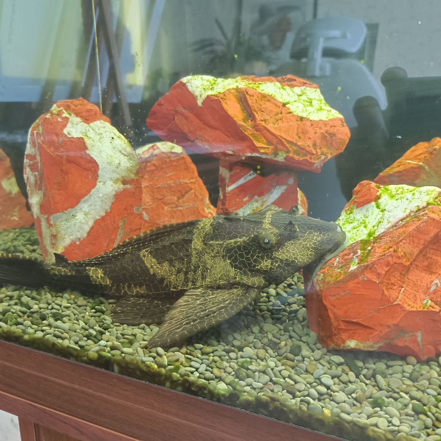 Отдам в добрые руки сом Анцитрус 20-25см