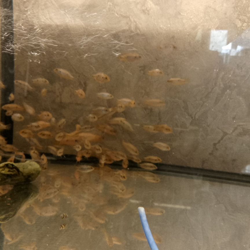 Продам молодь хромисов красавцев