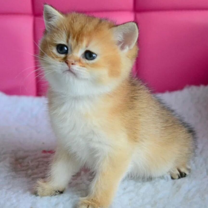 Шотландские плюшки -золотушки