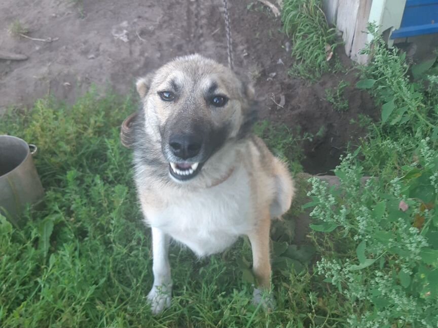 Собака в добрые руки