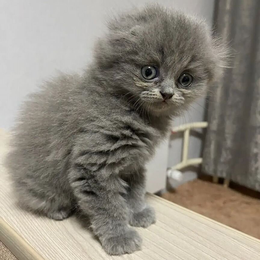 Шотландский вислоухий длинношёрстный котёнок