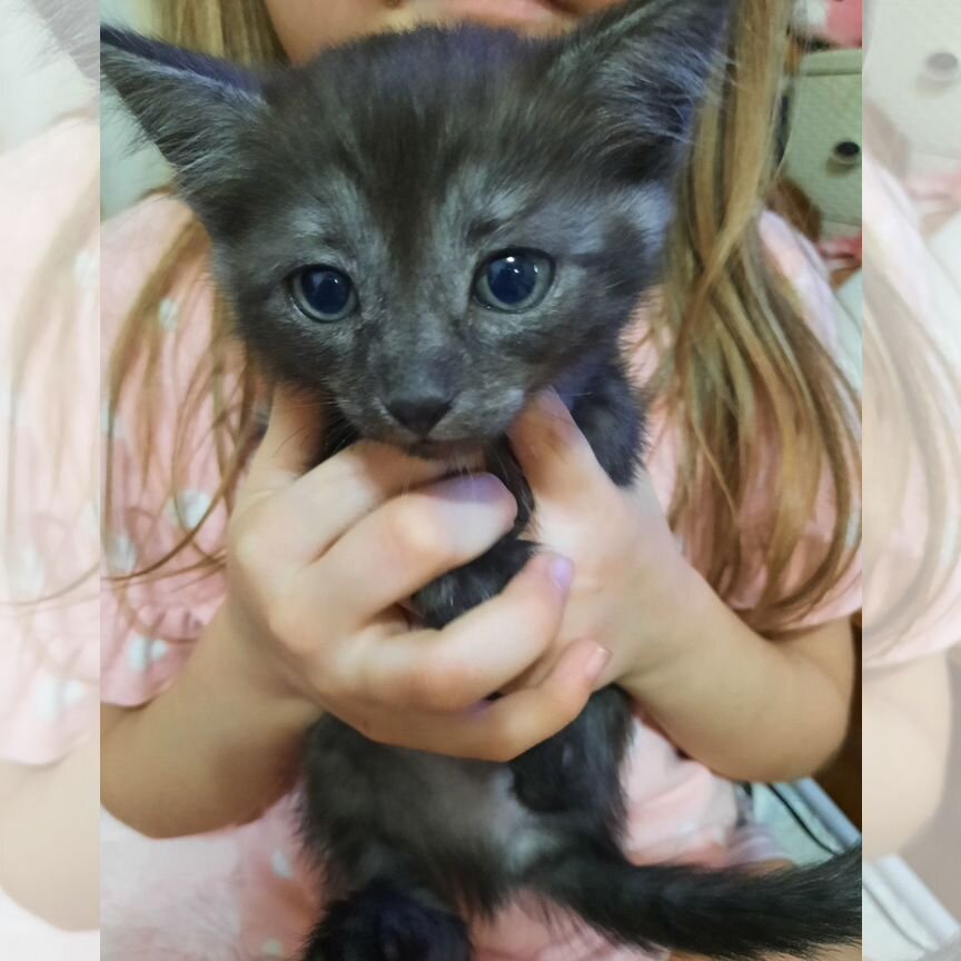 Котёнок в добрые руки