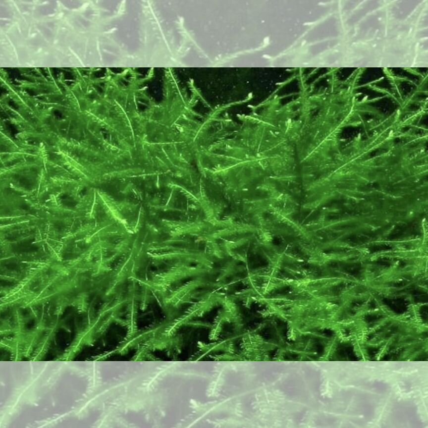 Растения для аквариума прополка