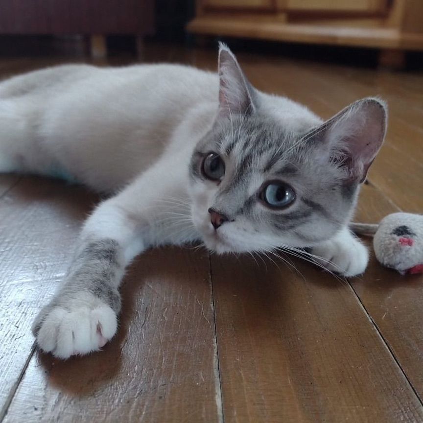 Когечка 1,5 года стерелизовпна