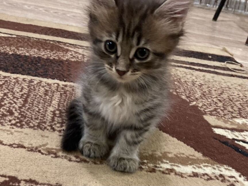 Кошки