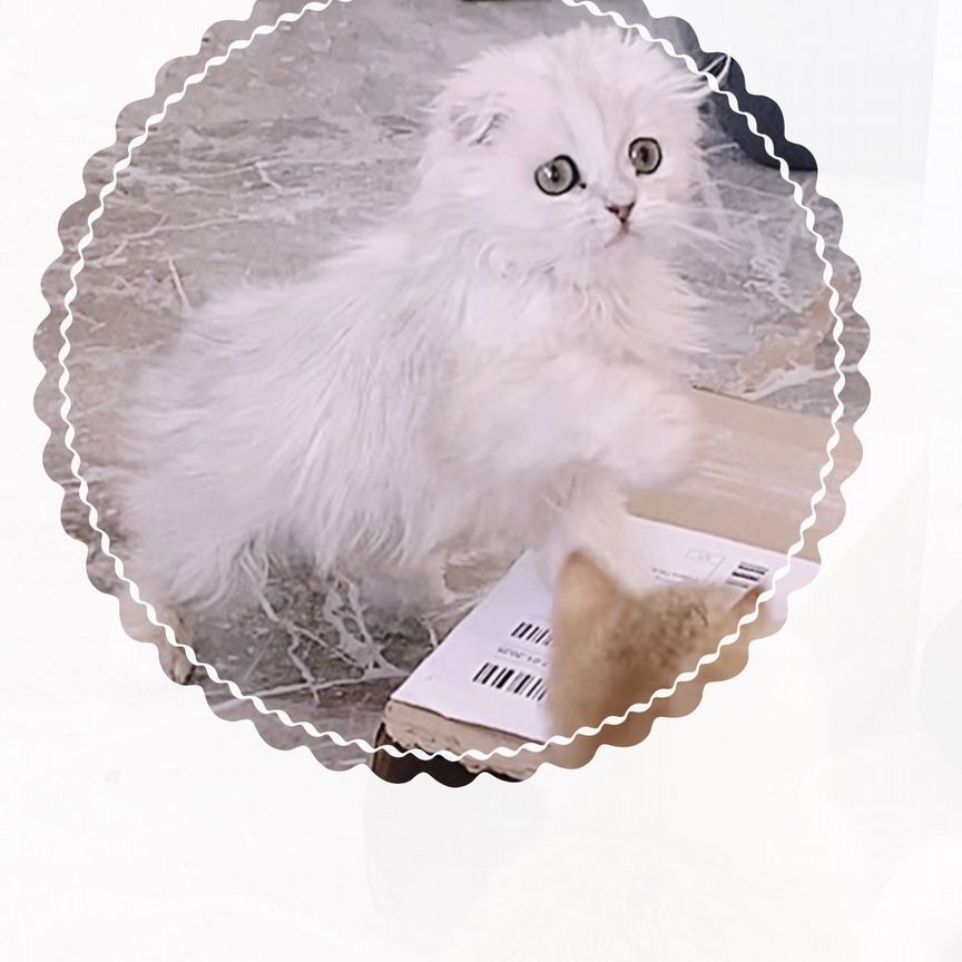 Шотландские котята