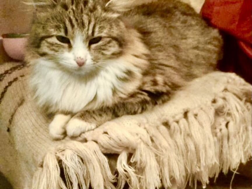 Пушистая Сибирская спокойная кошка-подросток в дар