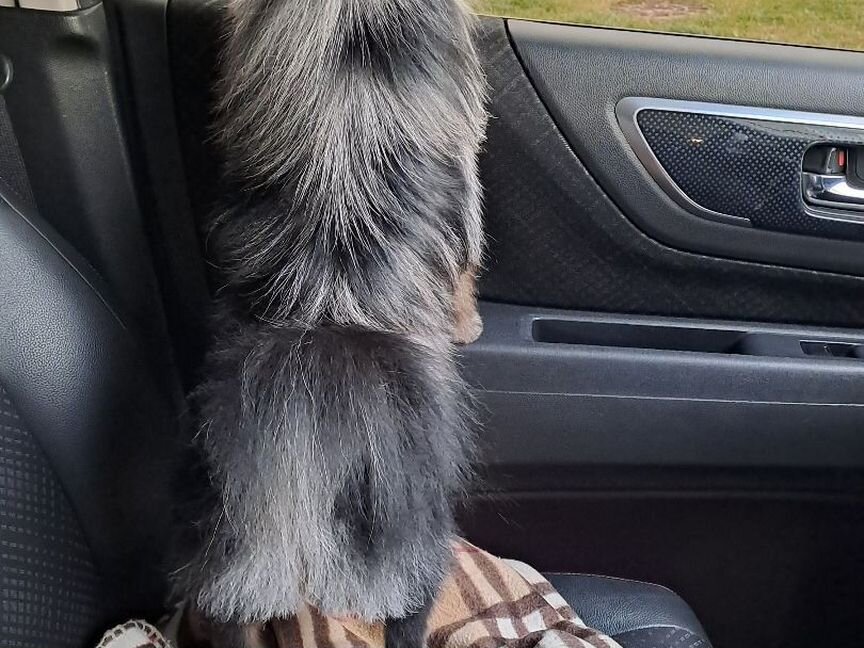 Немецкий шпиц вязка